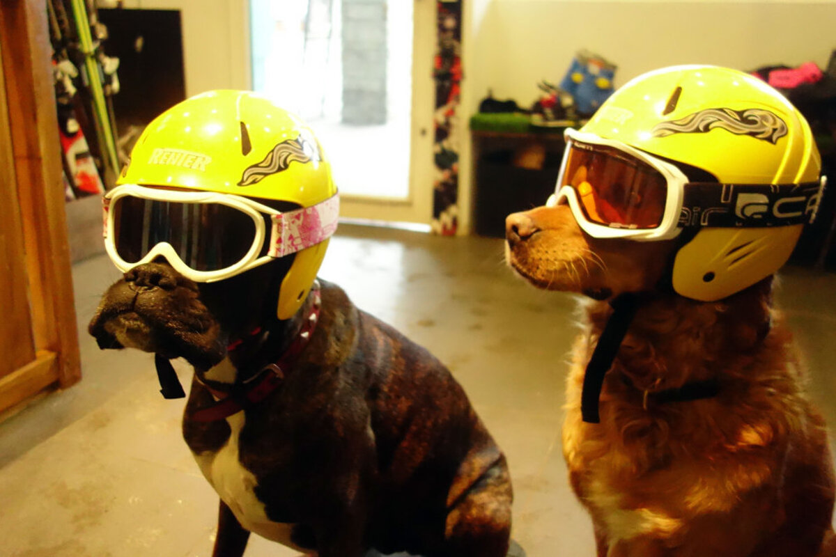 Dog Ski Passes Available in Les 2 Alpes next Winter